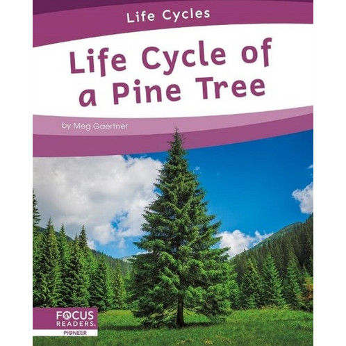 Life Cycle of a Pine Tree | BestPrice.gr