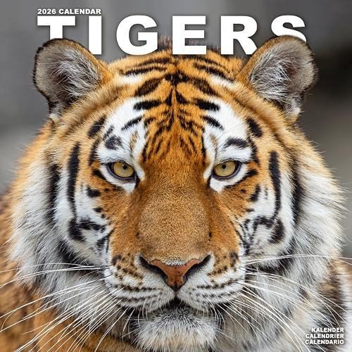 Tigers Calendar 2026 Square Wildlife Safari Big Cats Wall Calendar ...