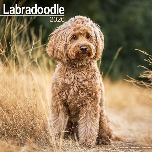 Labradoodle Calendar 2026 Square Dog Breed Wall Calendar | BestPrice.gr